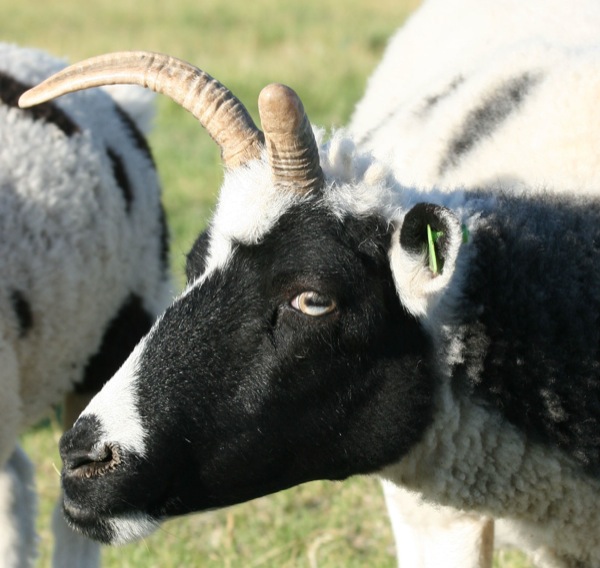 Jacob Sheep For Sale - #254 | BEAR CREEK FARM - Purveyors of all ...