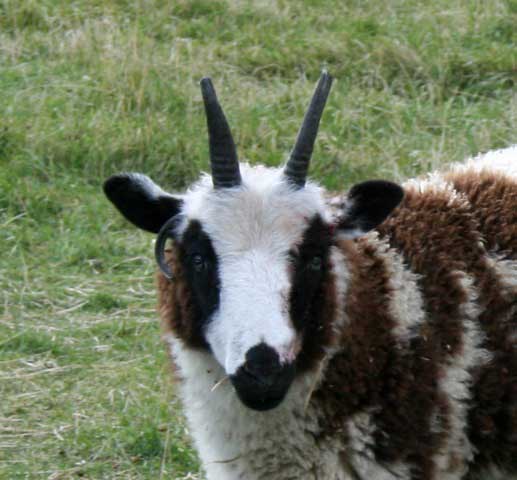 Adult Jacob Sheep For Sale | BEAR CREEK FARM - Purveyors of all natural ...