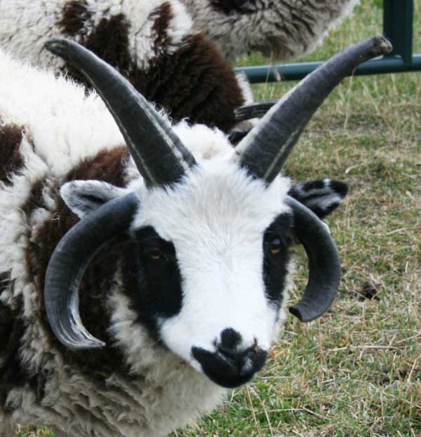 Jacob Sheep For Sale - Jack - #70 | BEAR CREEK FARM - Purveyors of all ...